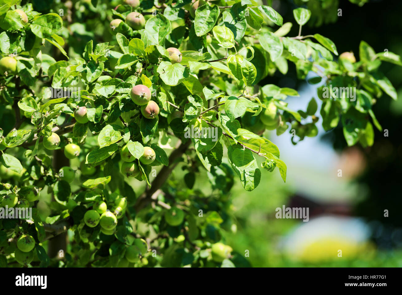 Branches of apple tree hi-res stock photography and images - Alamy