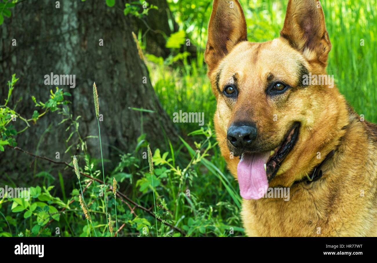 Adult German Shepherd Outdoor Portrait Stock Photo - Alamy