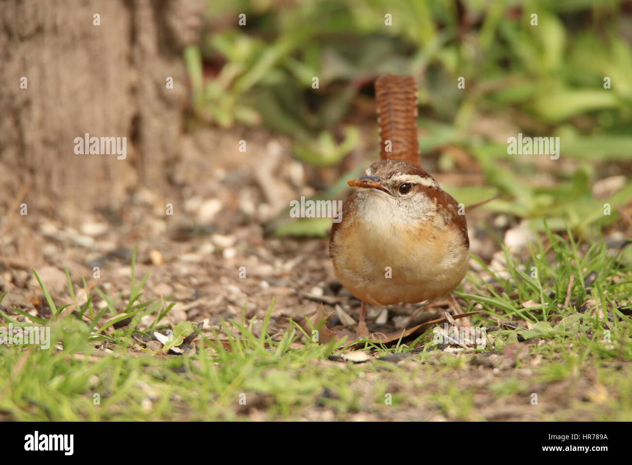 Gray chest hi-res stock photography and images - Alamy