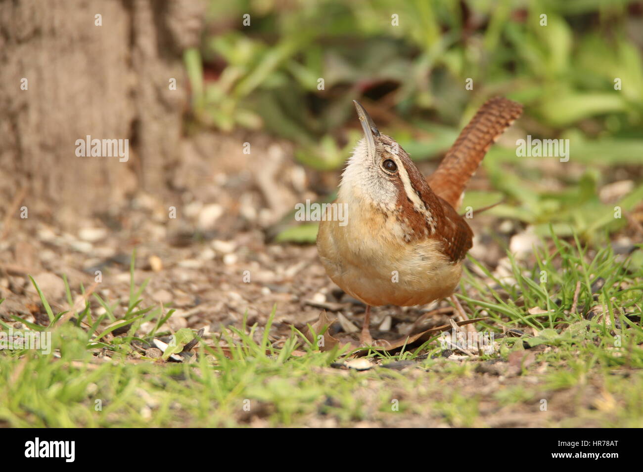 Back and the wings hi-res stock photography and images - Alamy