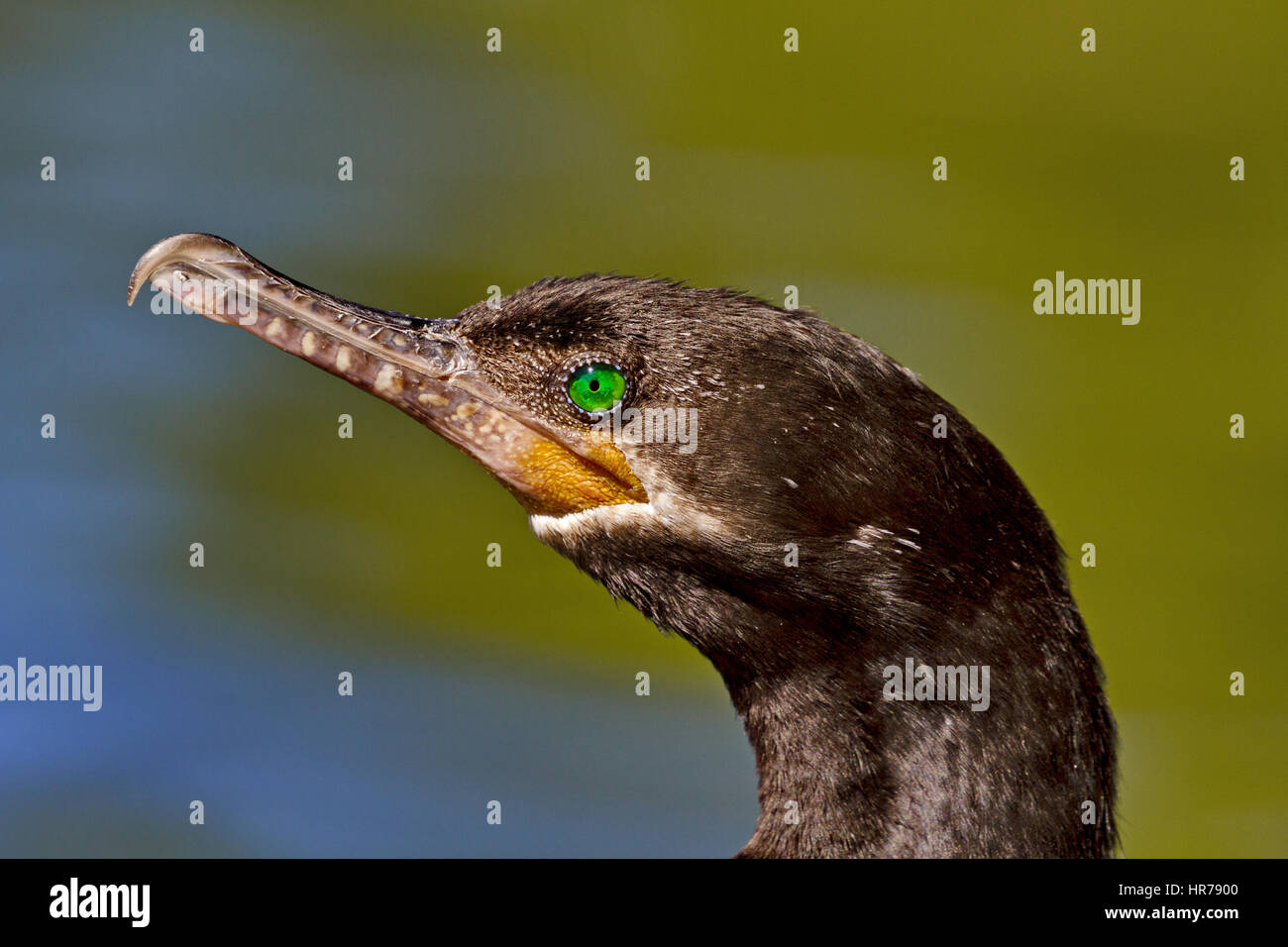 Portrait of adult cormorant with beautiful green eyes. Location is Reid ...