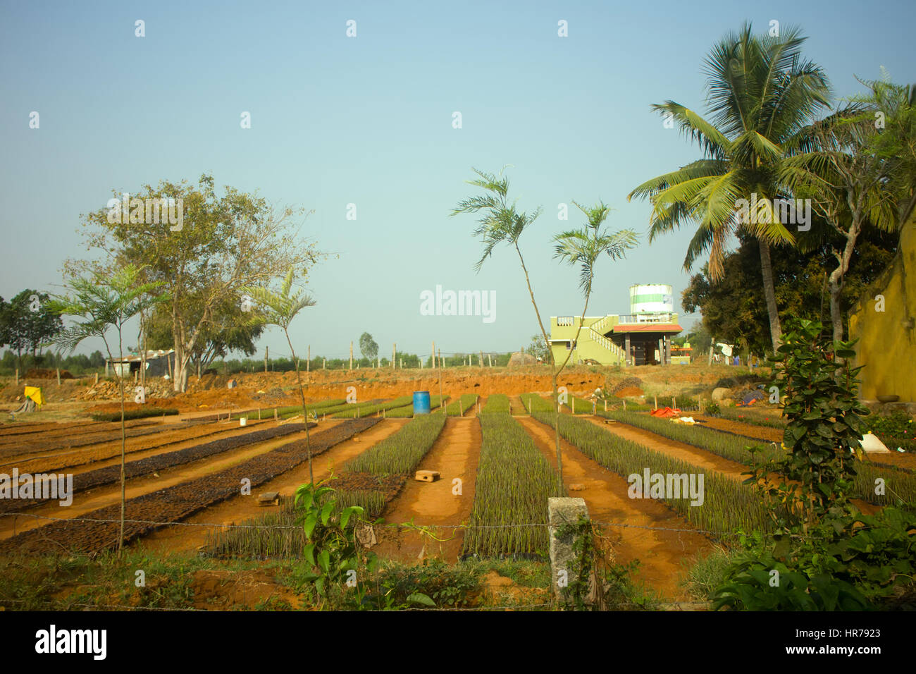 Idian farm, growing flowers in open ground (floriculture). Spring ...