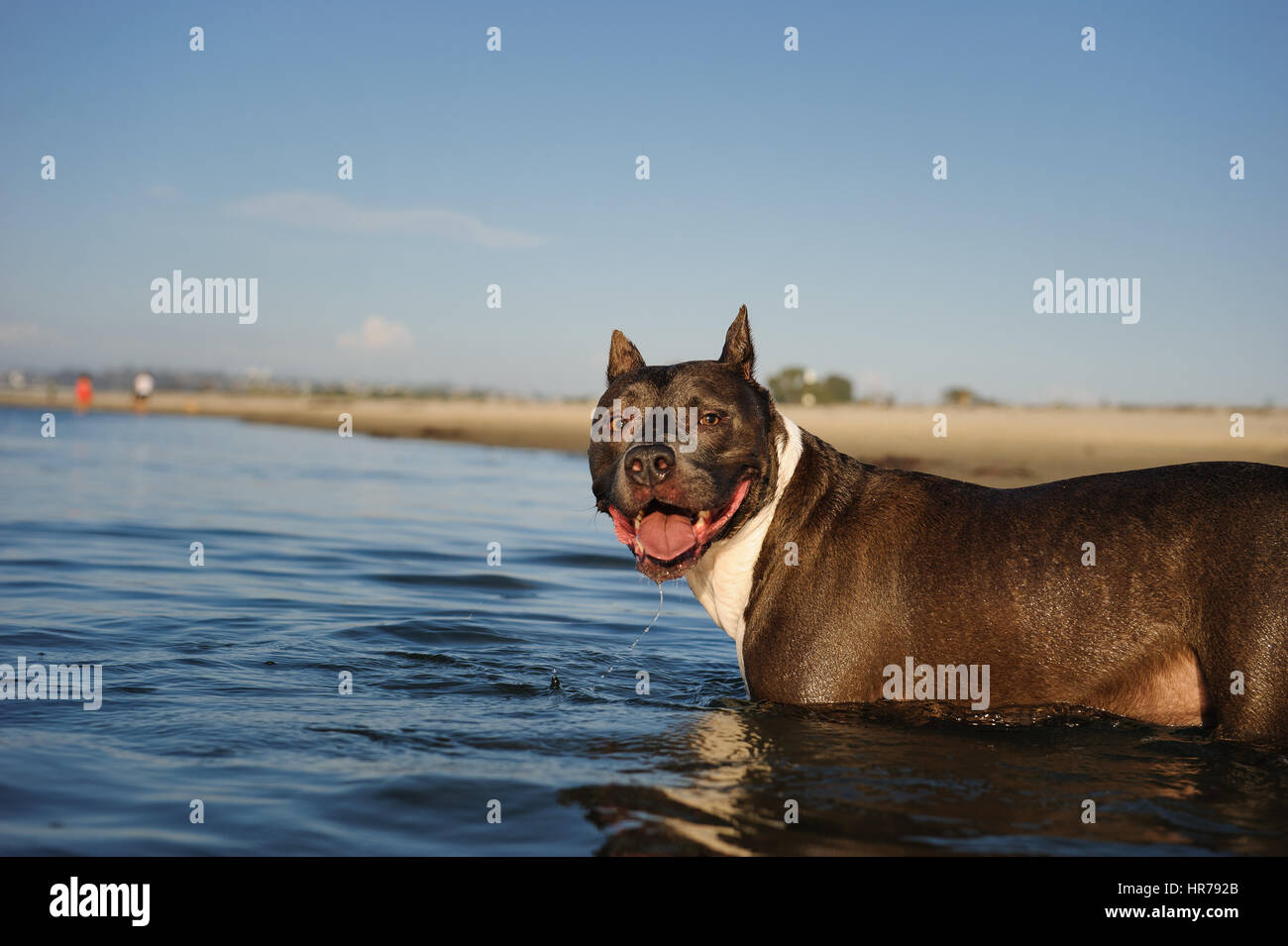 Pitbull cropped hi-res stock photography and images - Alamy