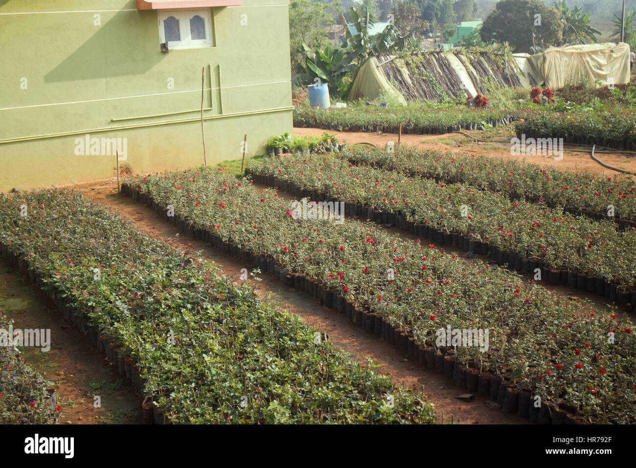 Idian farm, growing flowers in open ground (floriculture). Spring ...
