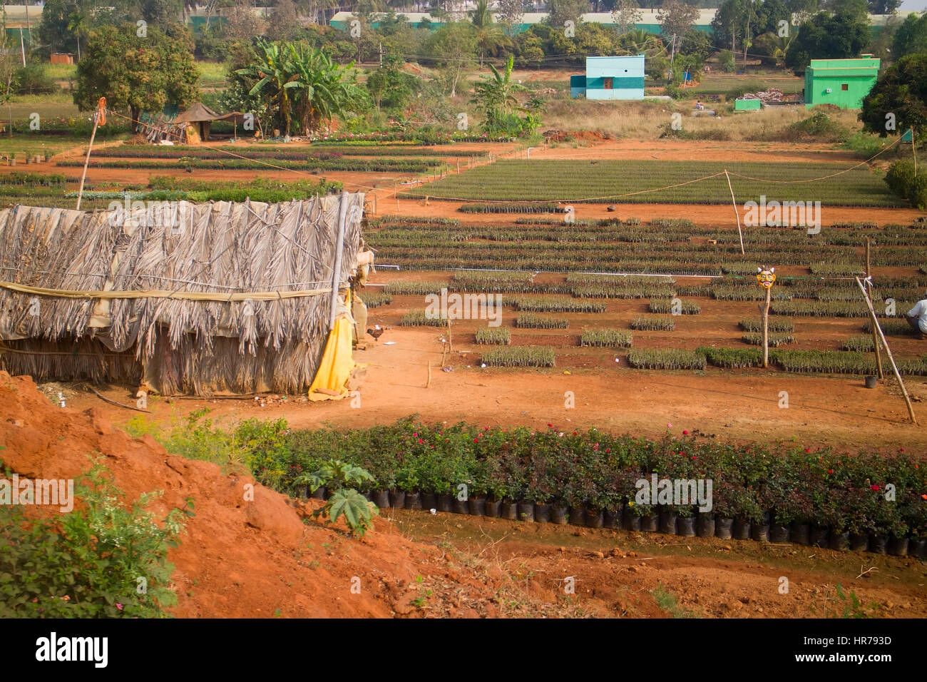 Idian farm, growing flowers in open ground (floriculture). Spring ...