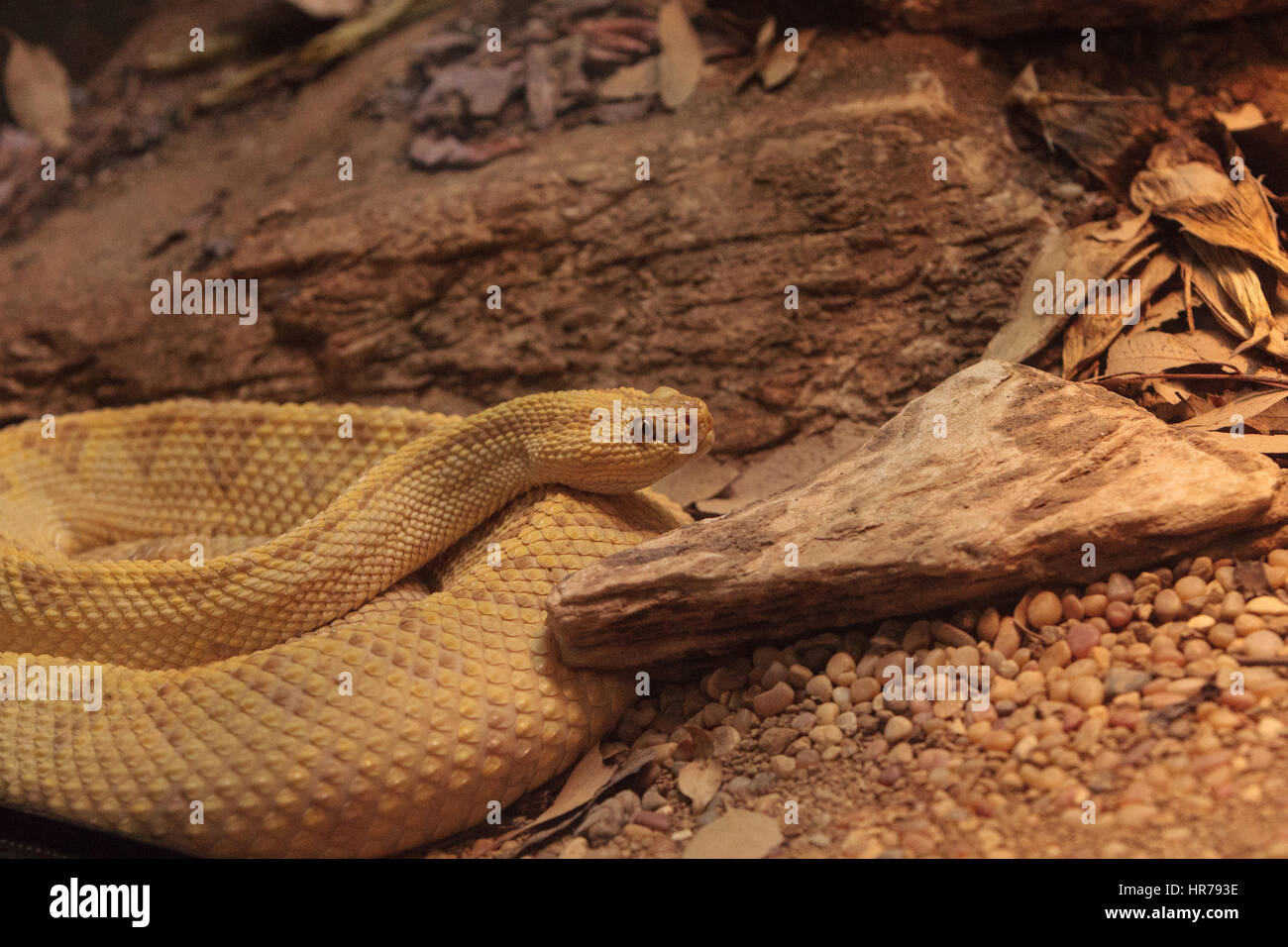 Neotropical Rattlesnake High Resolution Stock Photography and Images ...
