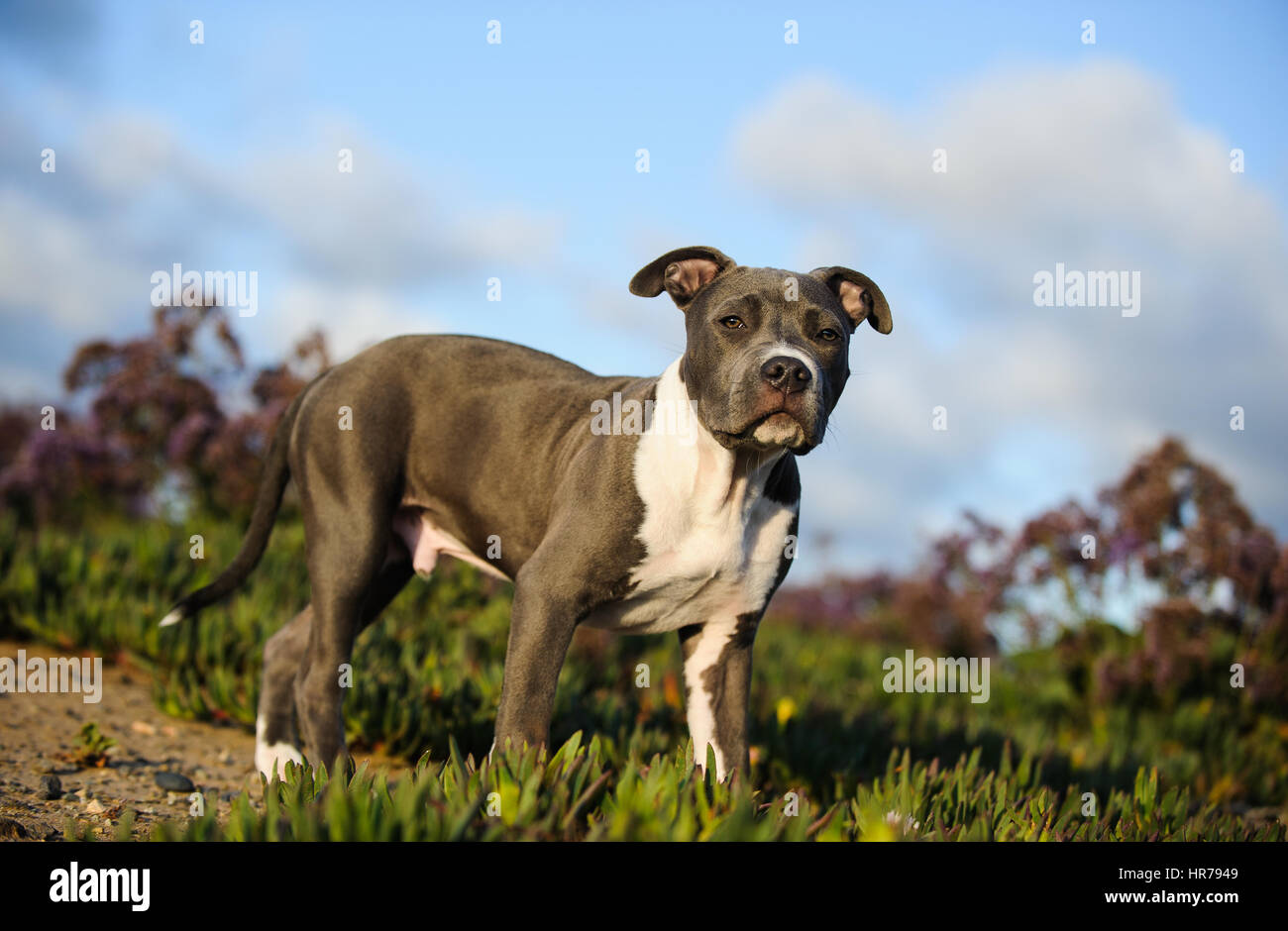 American Pit Bull Terrier dog Stock Photo - Alamy