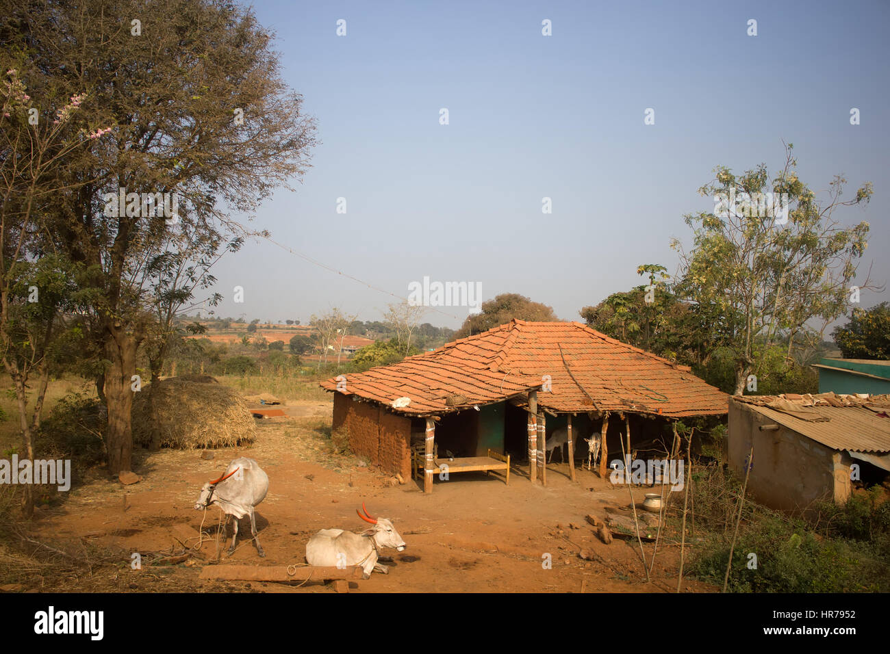 Poor Indian household (farm). House and cows in yard. Andhra Pradesh ...