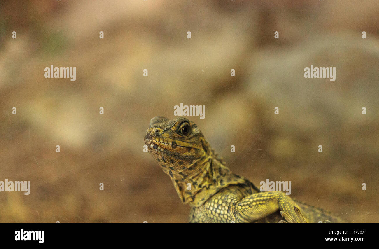 Young Philippine sail finned dragon known as Hydrosaurus pustulatus is ...