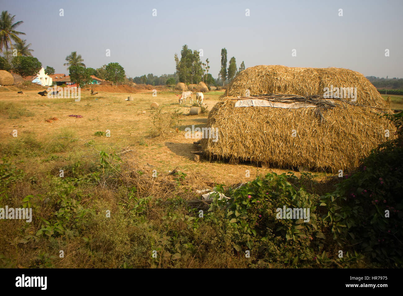 Poor Indian household (farm) 5. Cattle, house and drying of hay. Andhra ...