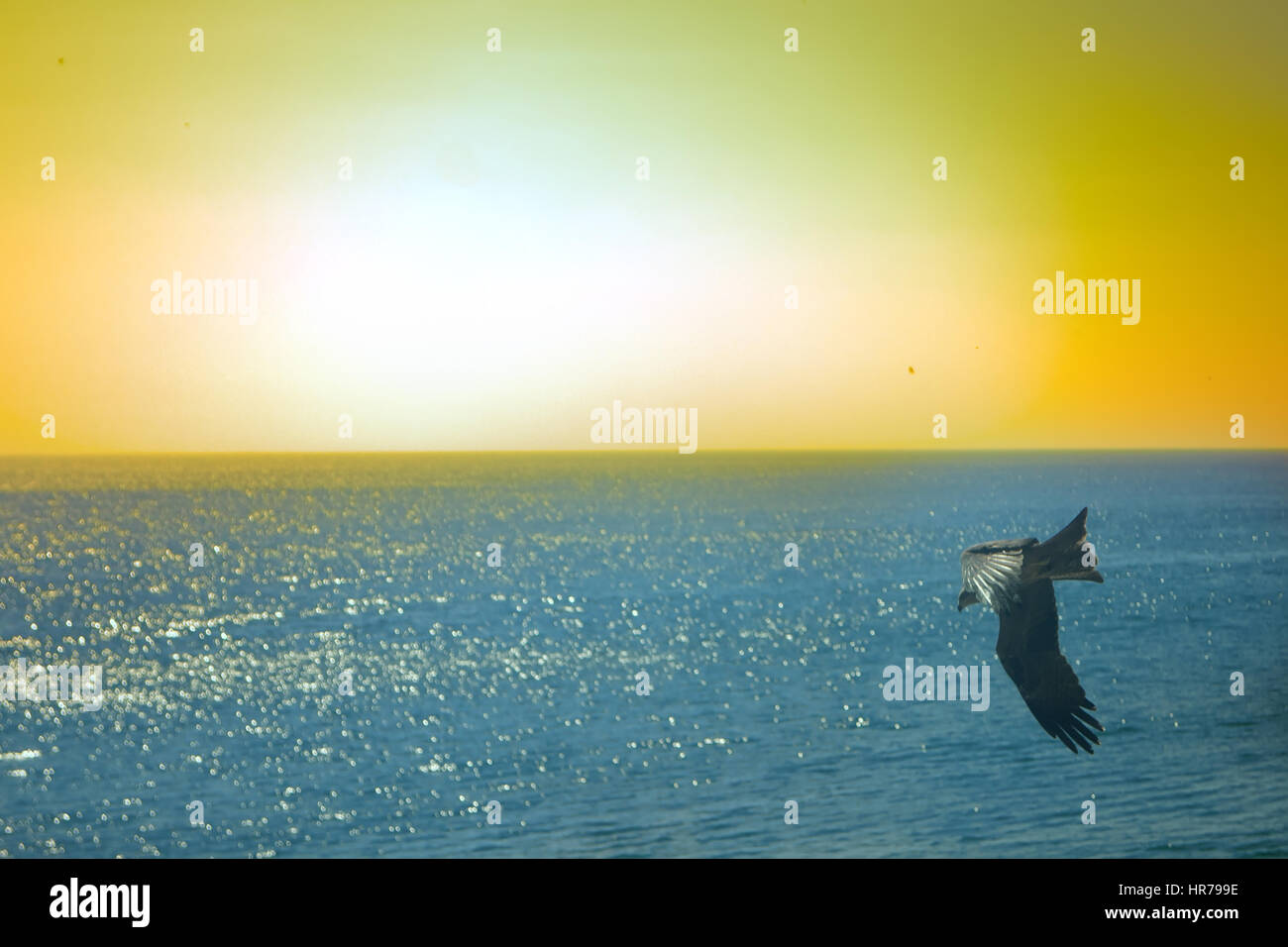 The sea eagles. Kites over Indian ocean. Tropical sunset and quiet ...