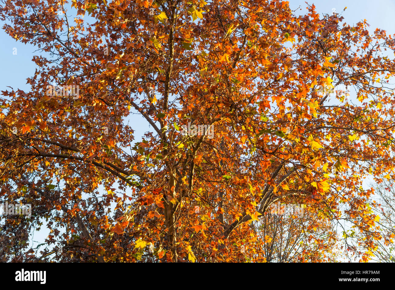 Autumnal Platanus tree (Platanaceae) also known as plane tree in ...