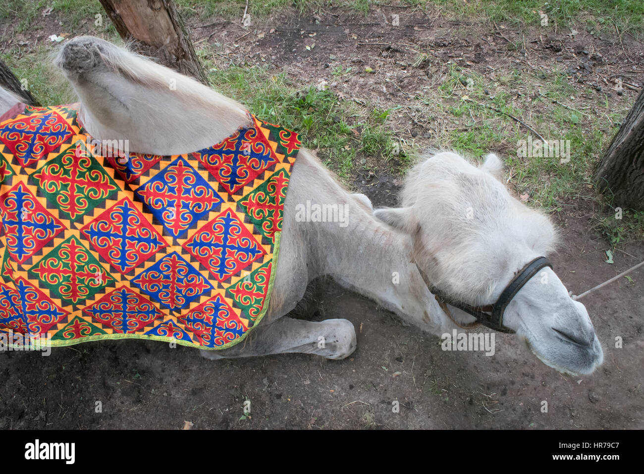 camel top view lies on grass. one animal in harness closeup Stock Photo ...