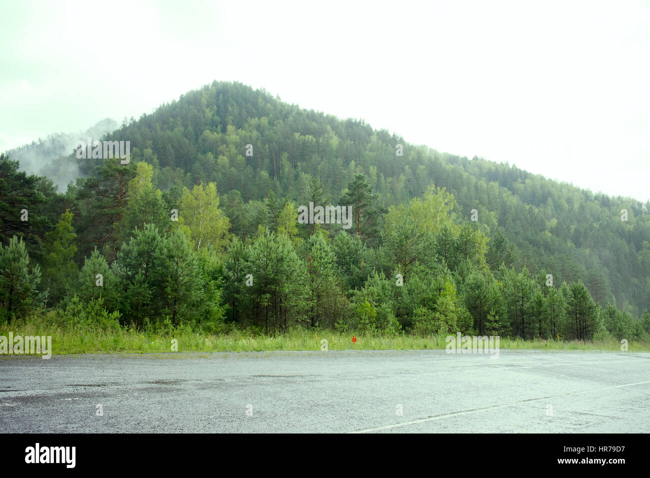 Evergreen Forest Overview. Tops of Tall Green Trees with Dense Fog ...