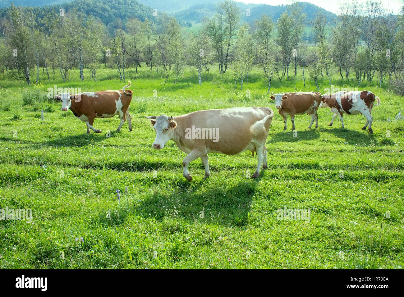 fat herd of cows in a mountainous area is on green grass. cattle from ...