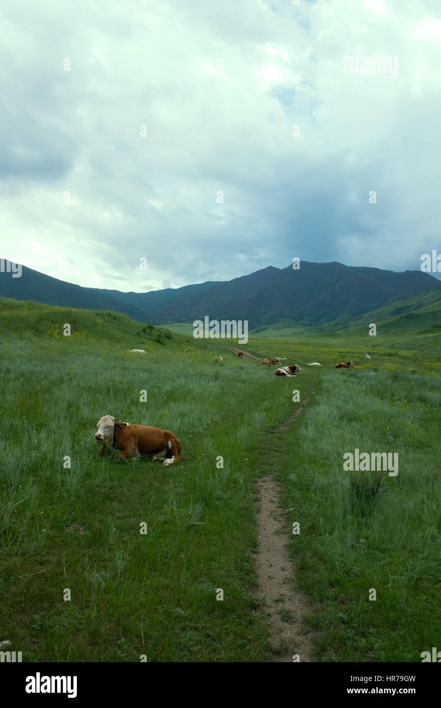 cows in Altai mountains grazing. herd of farm animals Stock Photo - Alamy