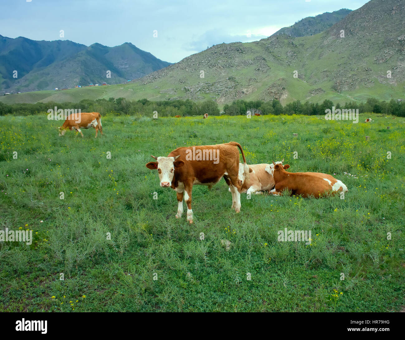 cows in Altai mountains grazing. herd of farm animals Stock Photo - Alamy