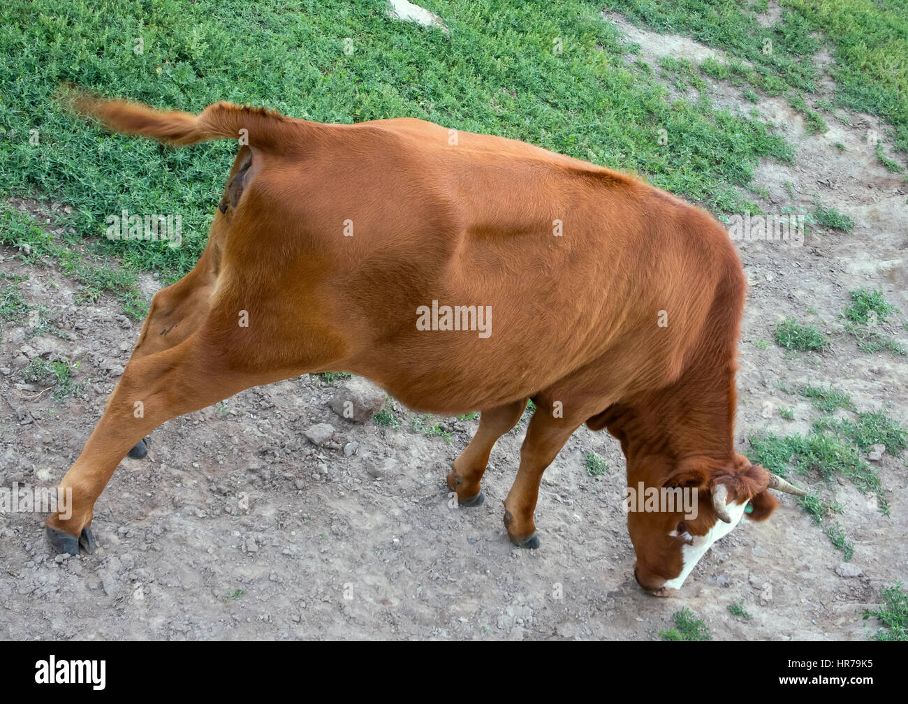 bull close-up in Altai mountains grazing. one farm animals Stock Photo ...