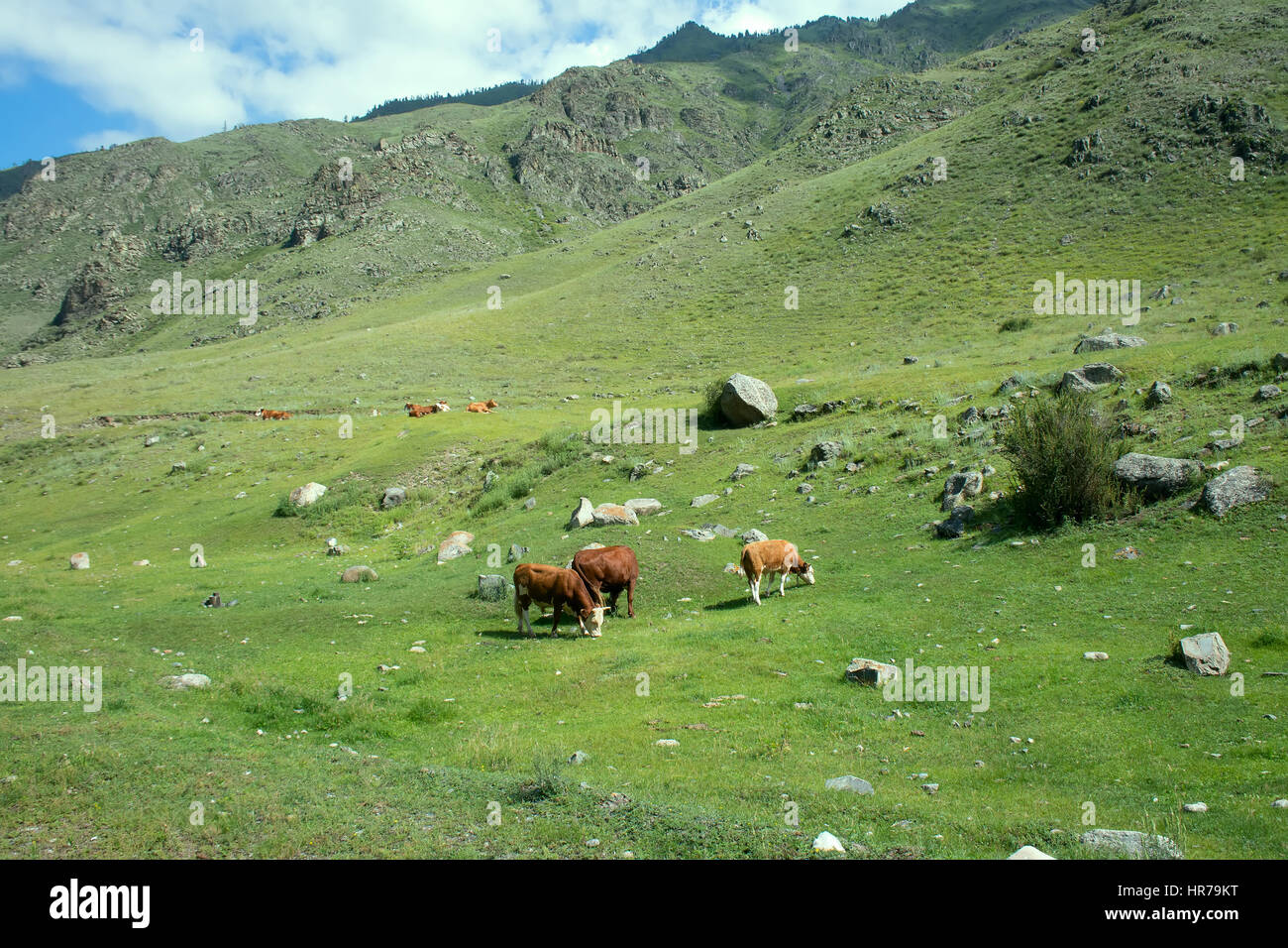 cows in Altai mountains grazing. herd of farm animals Stock Photo - Alamy