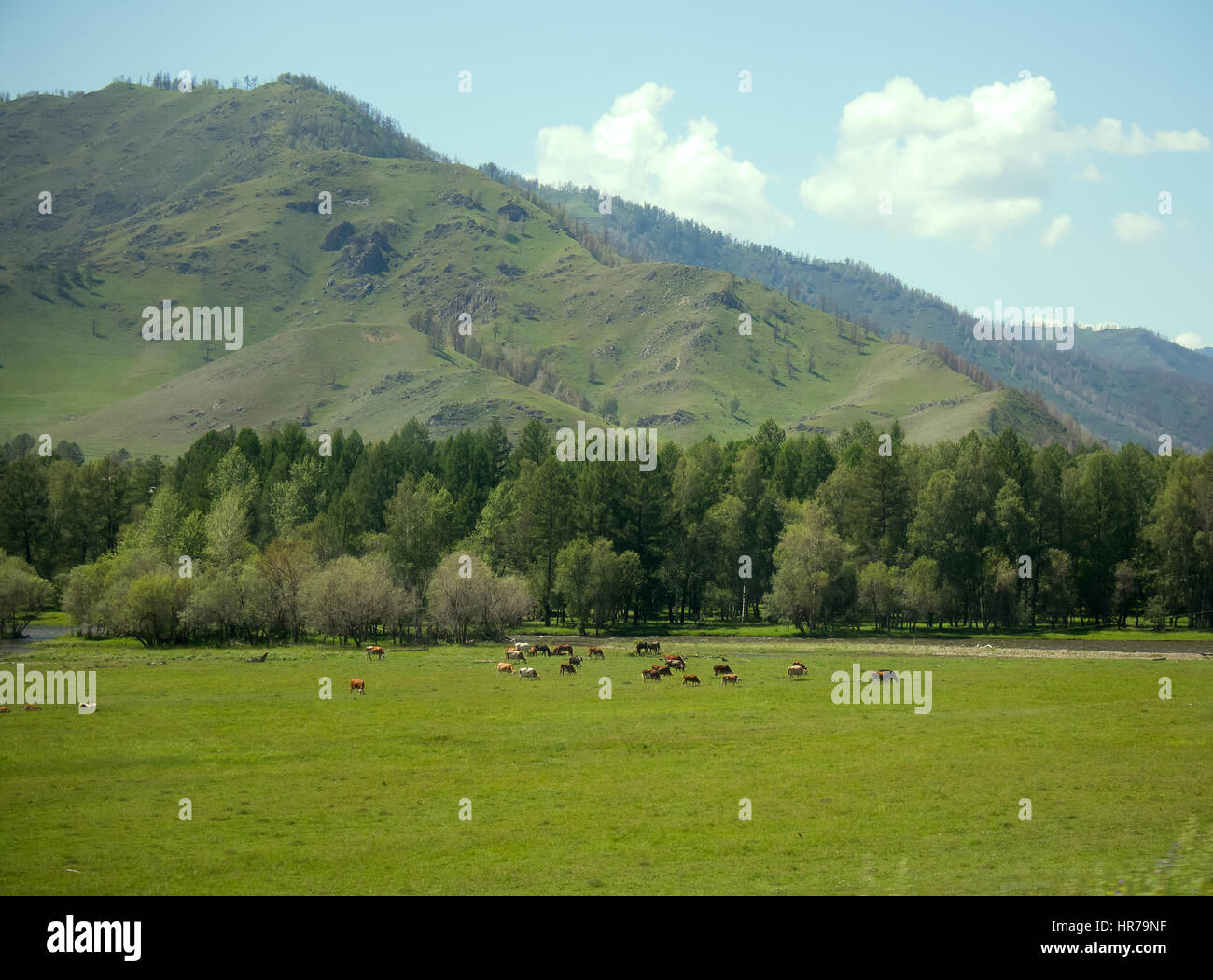 cows in Altai mountains grazing. herd of farm animals Stock Photo - Alamy