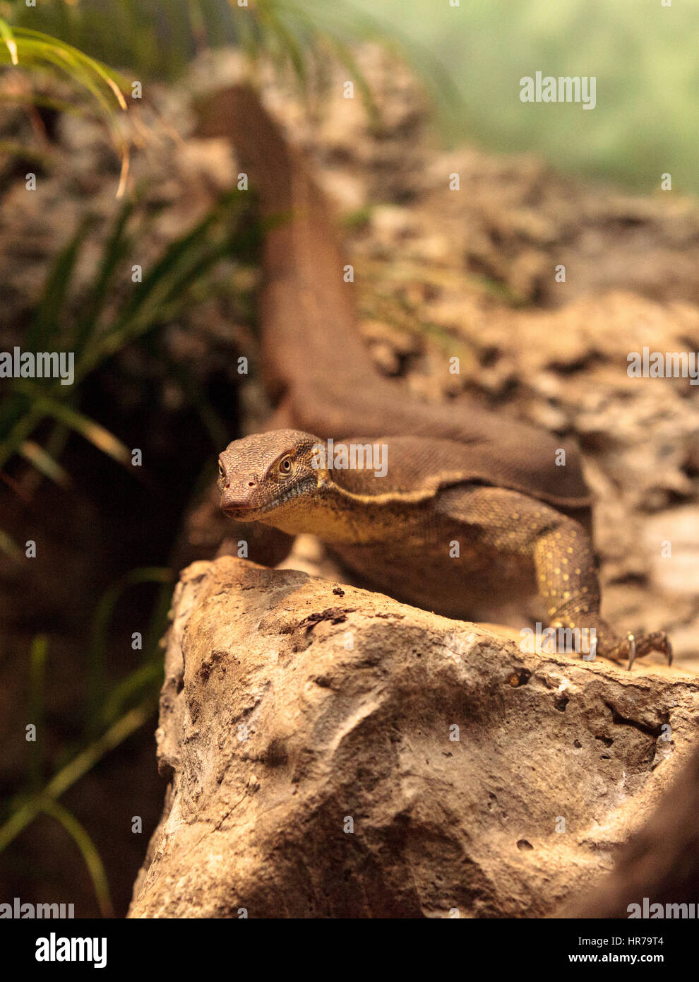 Varanus genus hi-res stock photography and images - Alamy
