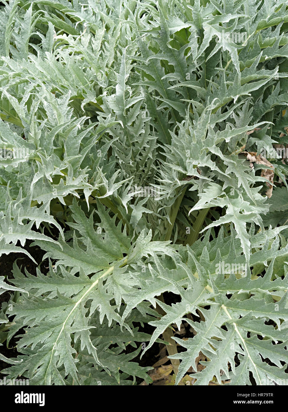 Cardoons hi-res stock photography and images - Alamy