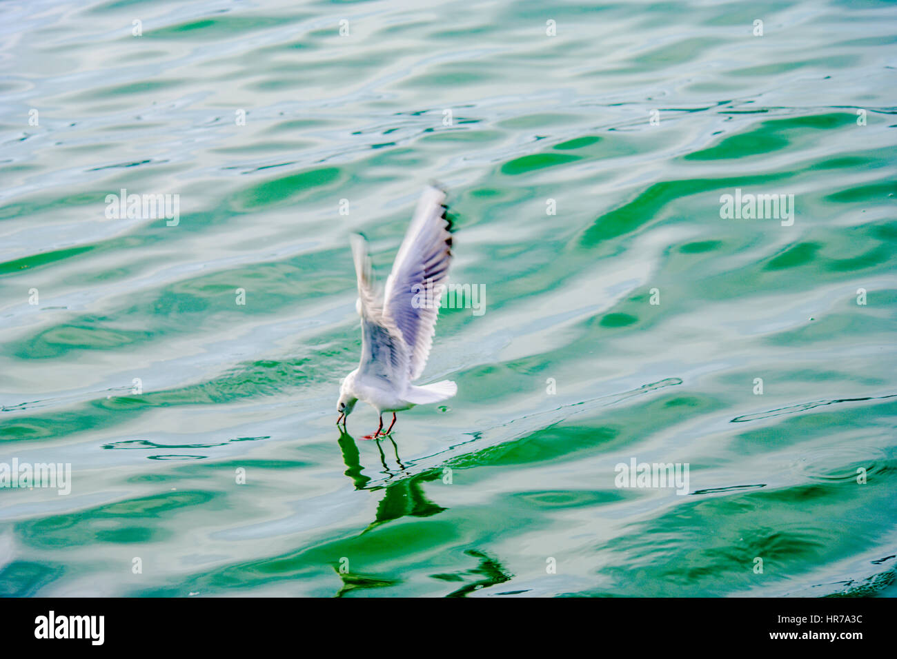 Seagull Diving Into Sea Stock Photos & Seagull Diving Into Sea Stock ...