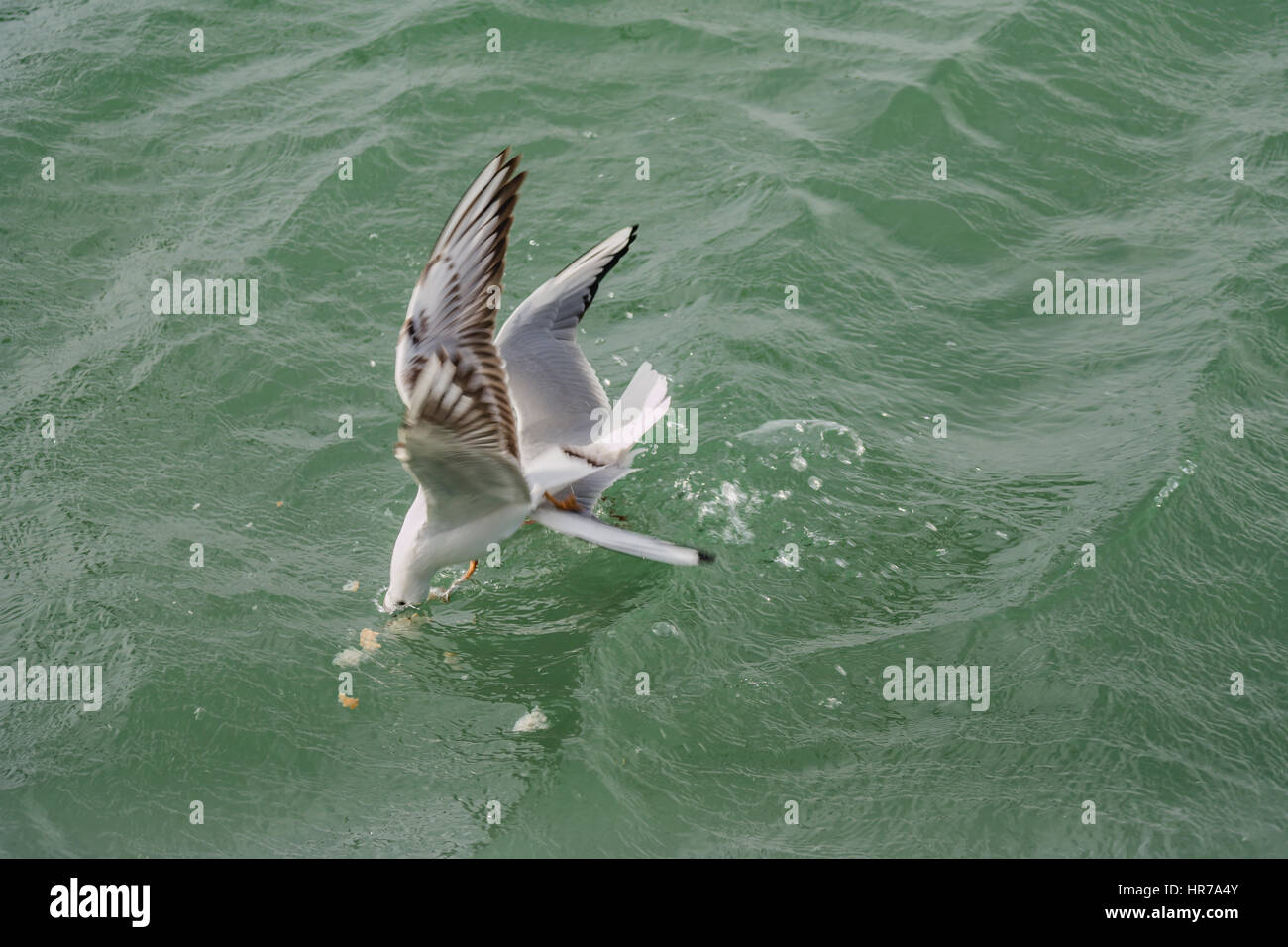 Seagull Diving Into Sea High Resolution Stock Photography and Images ...