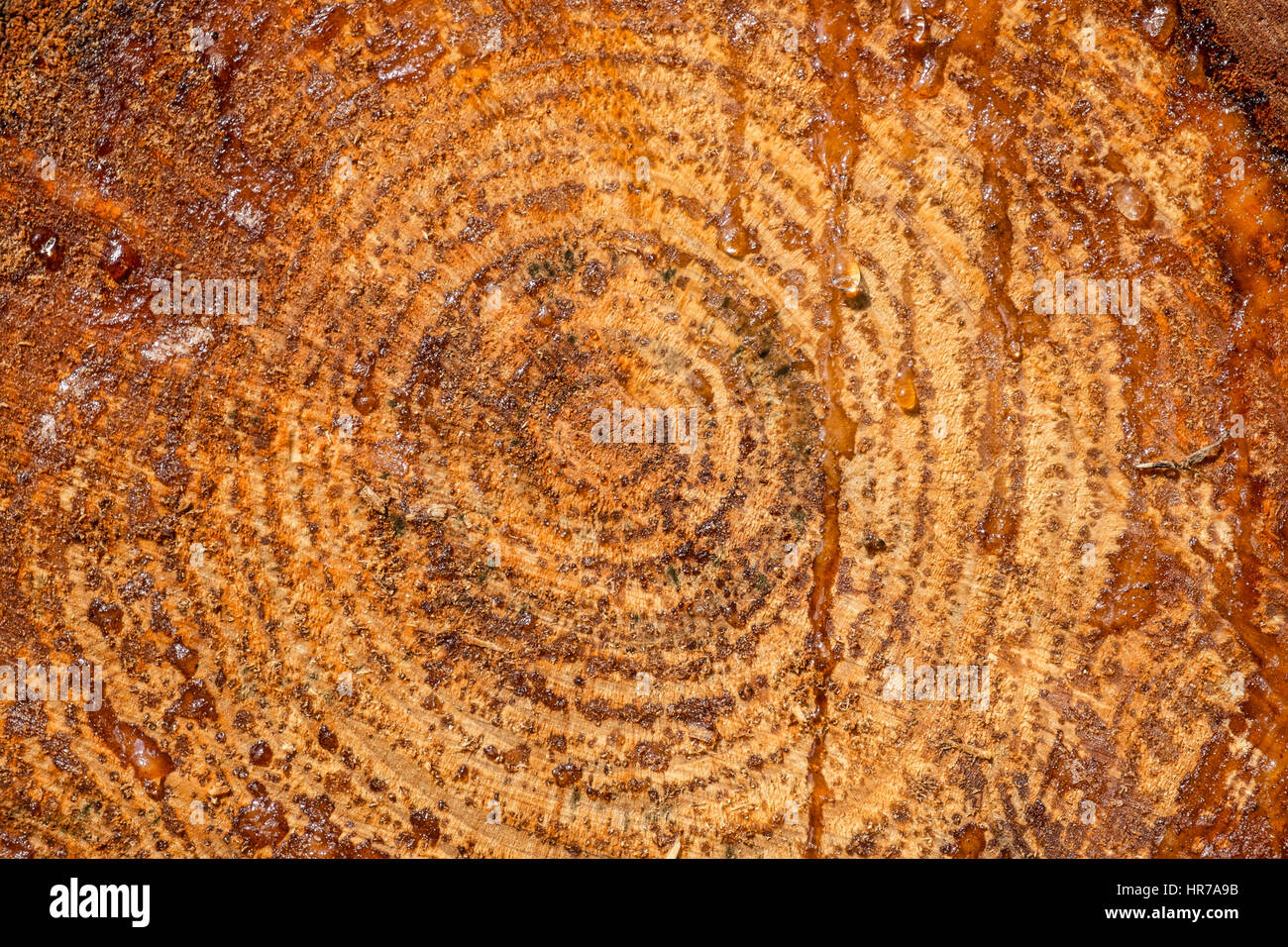 Freshly chopped down pine tree trunk with sap pouring out Stock Photo ...