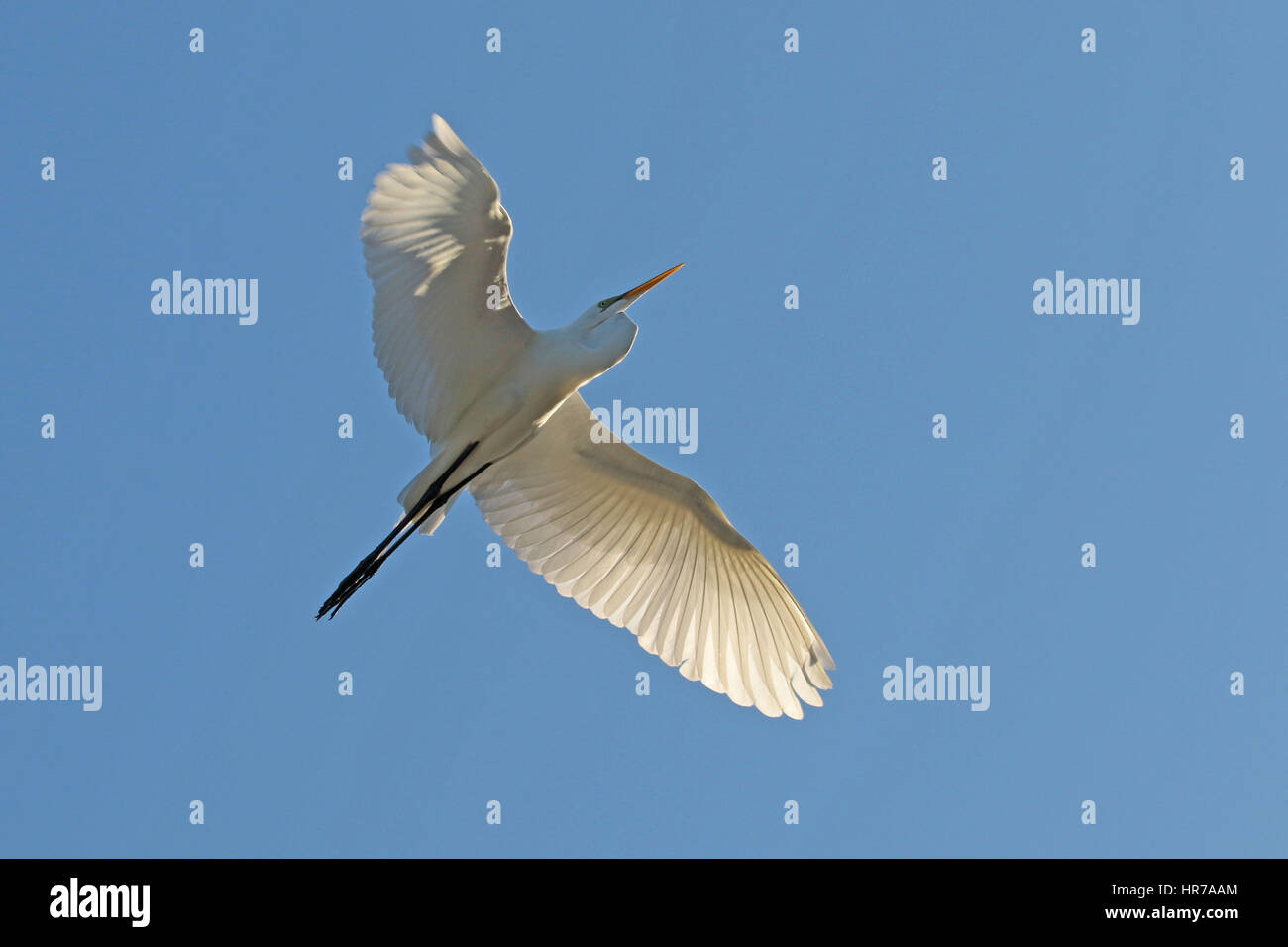 Ardea alba bird flying florida usa hi-res stock photography and images ...