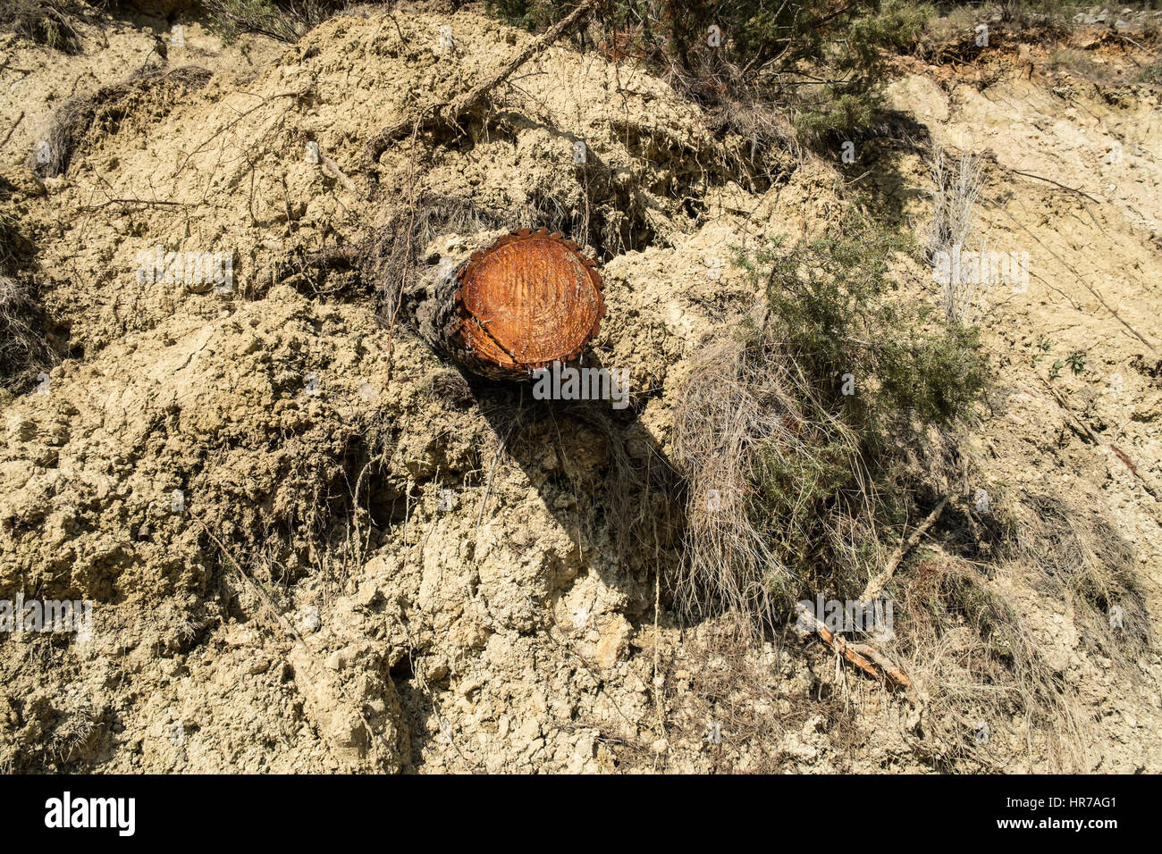 Massive broken tree hi-res stock photography and images - Alamy