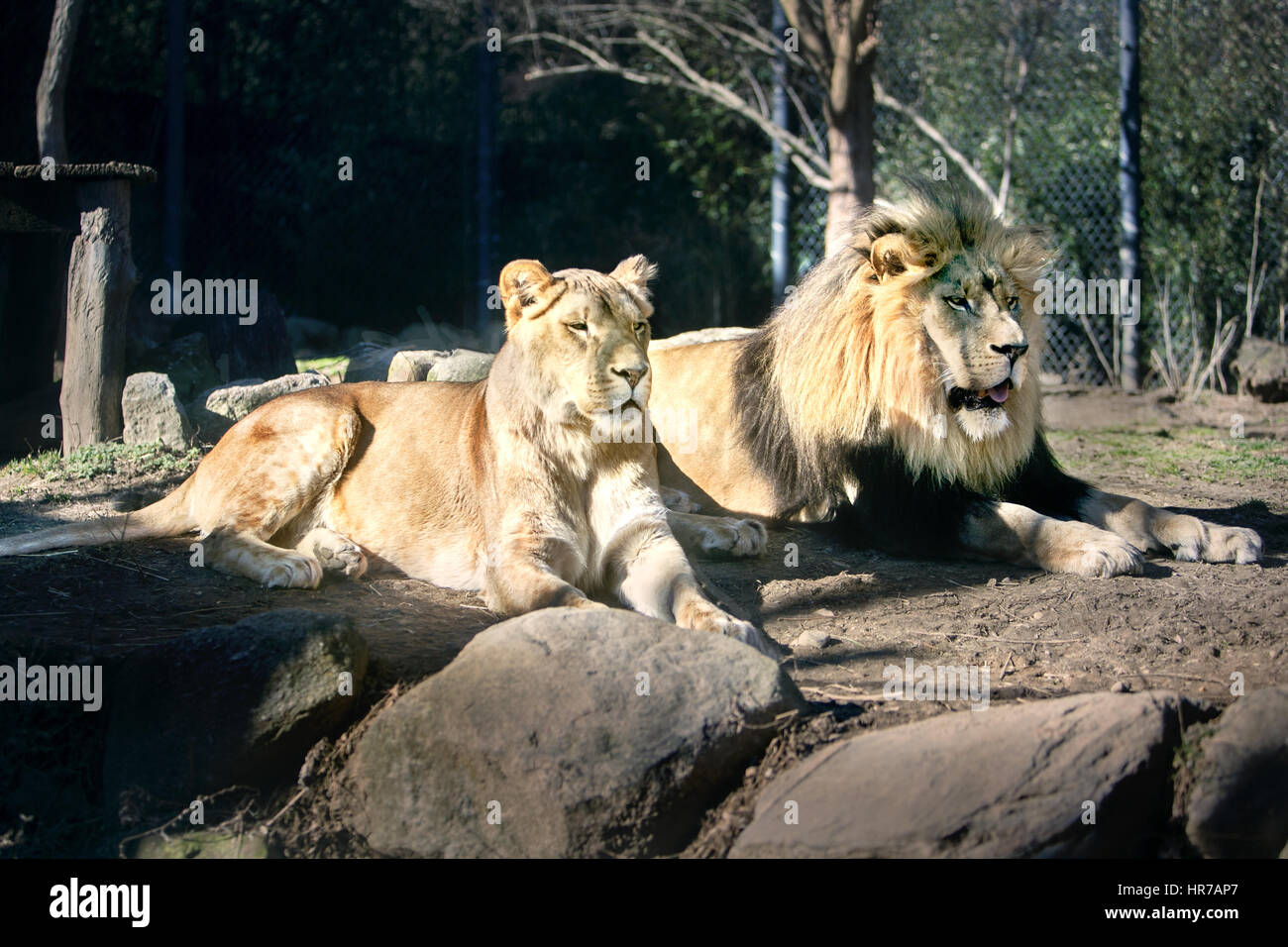 Sunbathing lion hi-res stock photography and images - Alamy