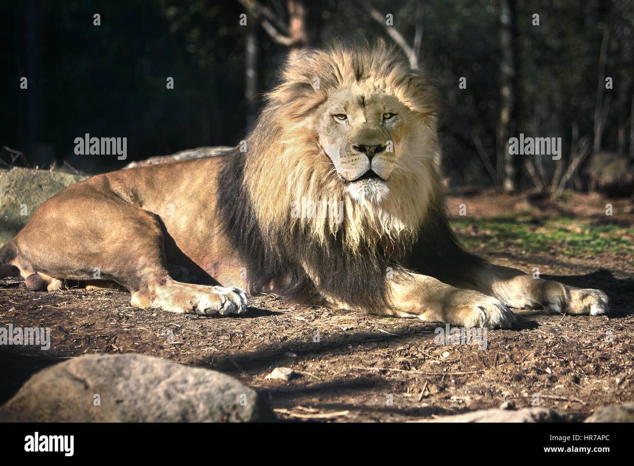 Sunny lion hi-res stock photography and images - Alamy