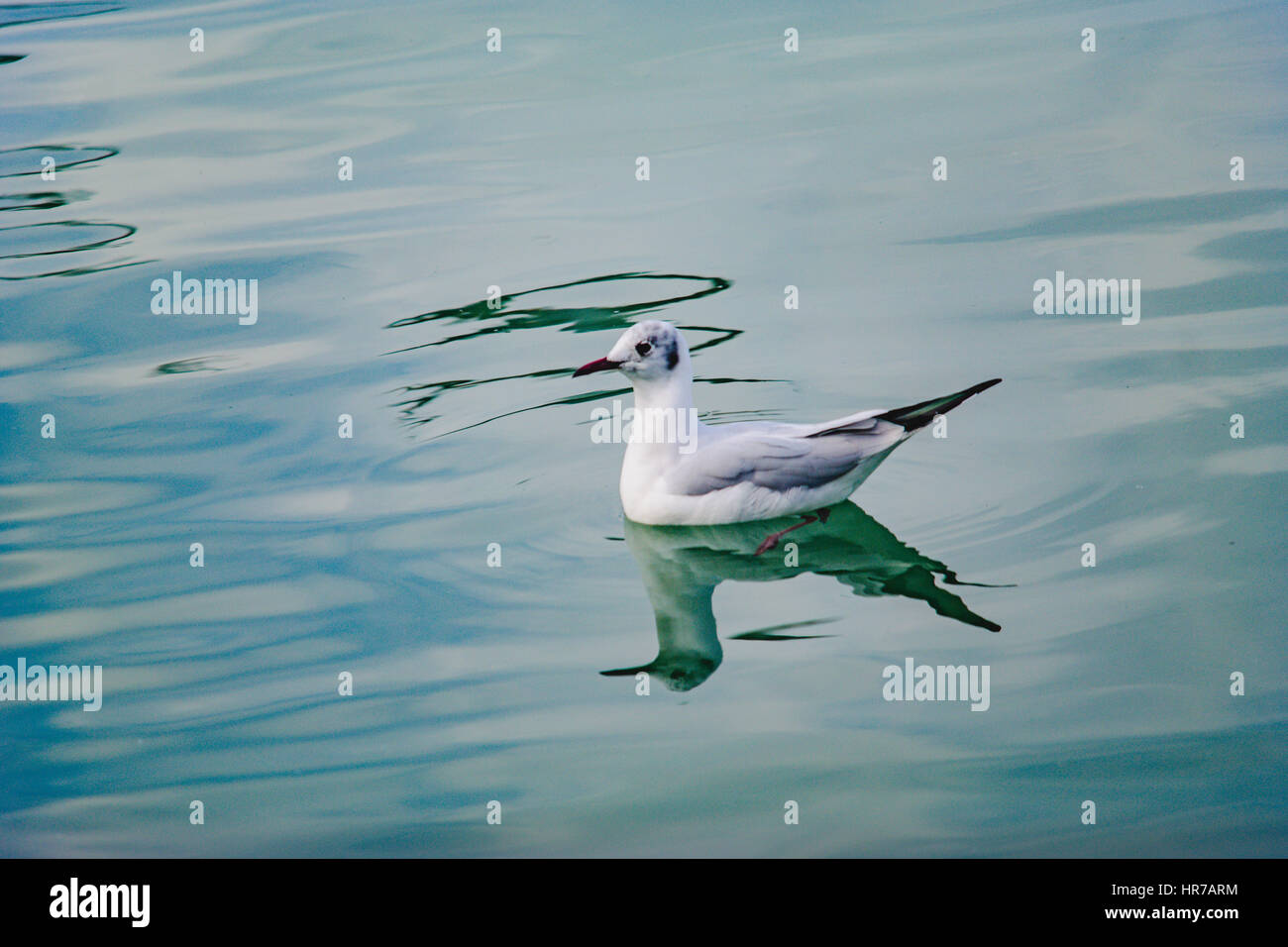 single seagull sailing Stock Photo - Alamy