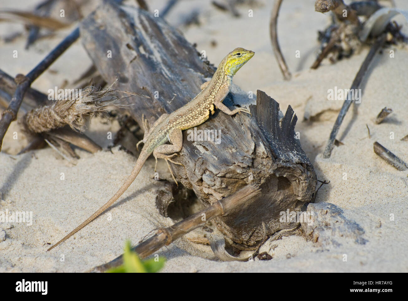 Northern Keeled Earless Lizard, Padre Island National Seashore, Texas ...