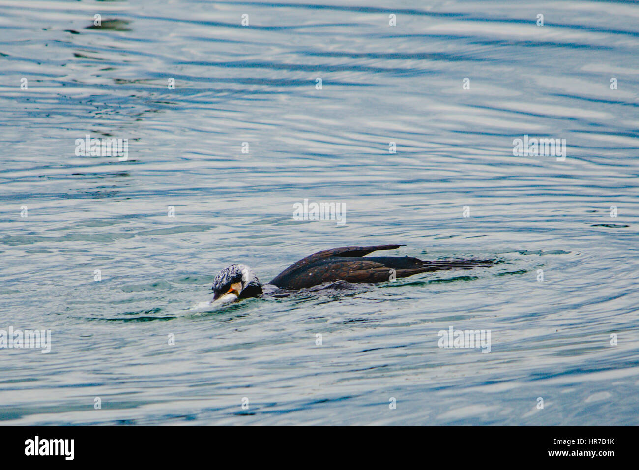 Cormorant hunting fish hi-res stock photography and images - Alamy