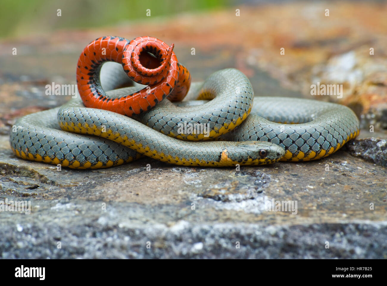 Tail coiling display hi-res stock photography and images - Alamy