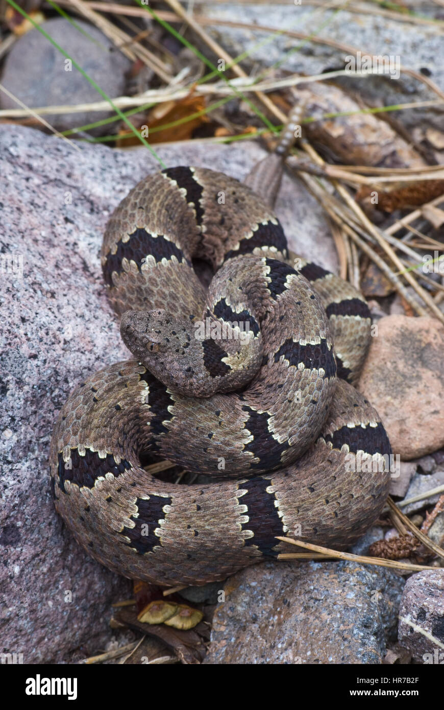 Female Banded Rock Rattlesnake, Gila Wilderness, New Mexico, USA Stock ...