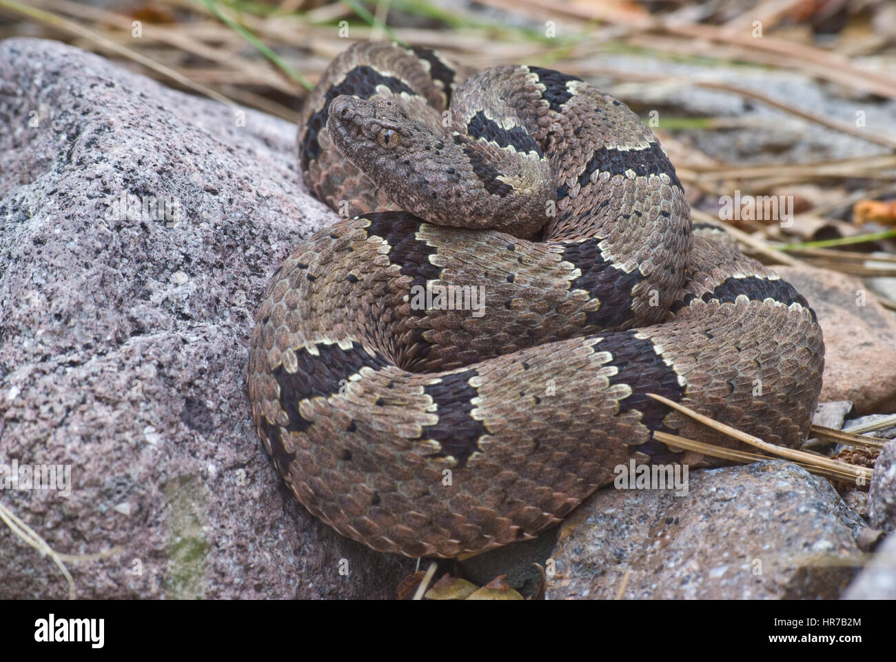 Female Banded Rock Rattlesnake, Gila Wilderness, New Mexico, USA Stock ...
