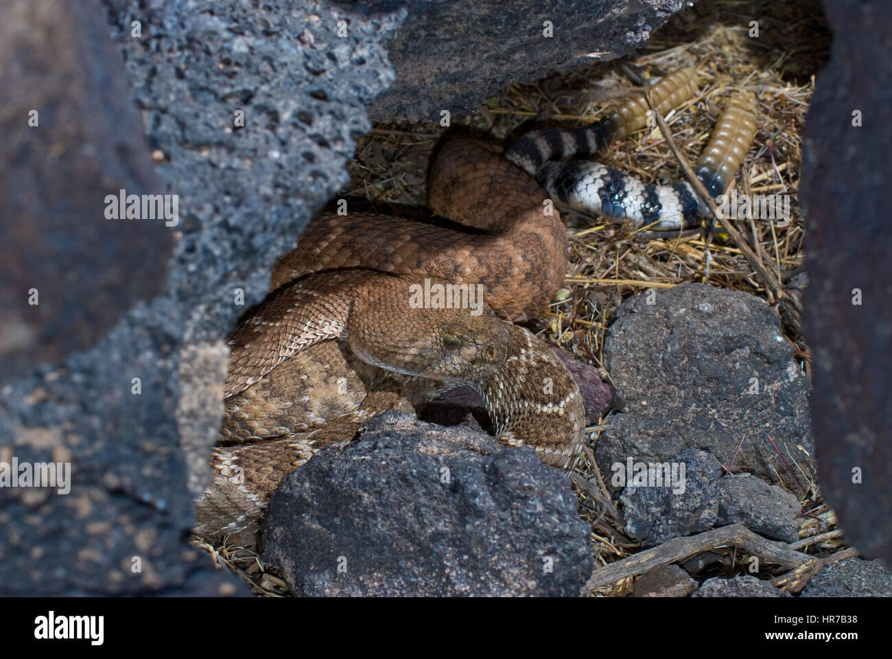 Mating Western Diamond-backed Rattlesnakes Stock Photo - Alamy