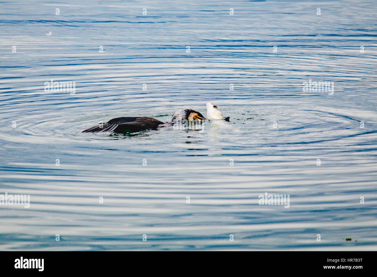 Kormorant High Resolution Stock Photography and Images - Alamy