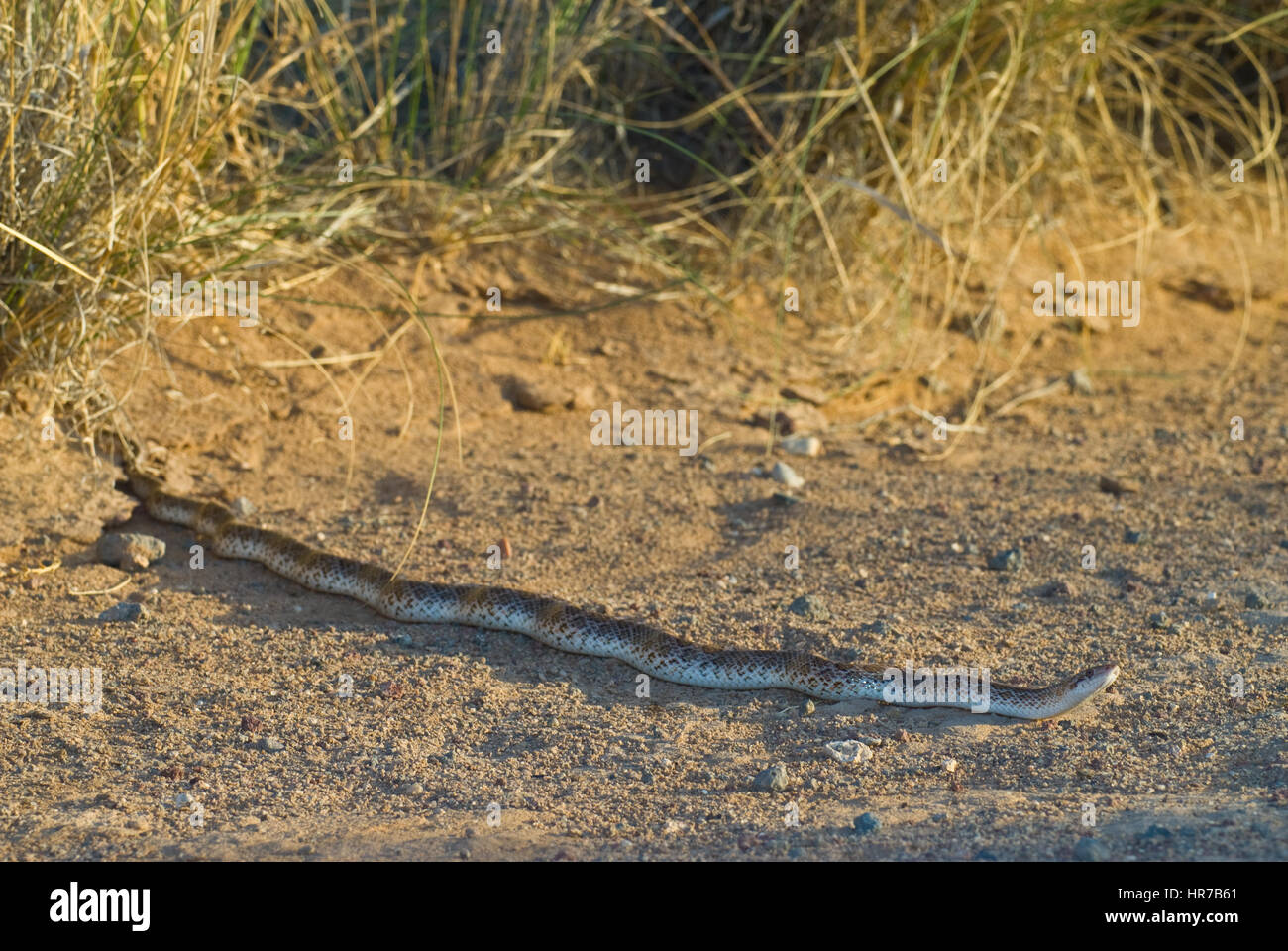 Painted Desert Glossy Snake, Volcanoes Day Use Area, Petroglyph ...
