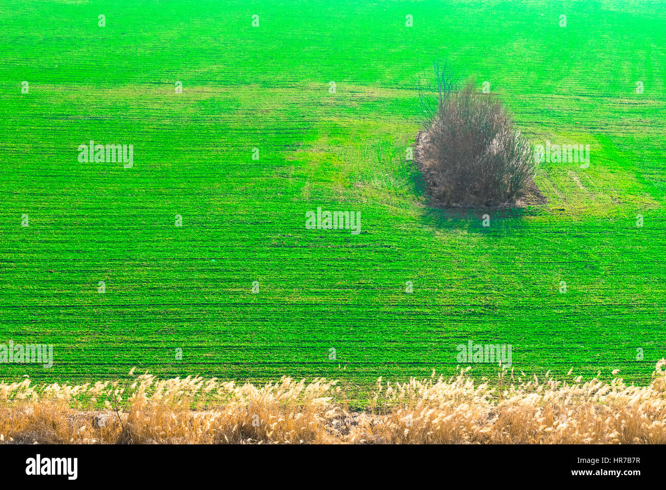Field whit green wheat plantation farm Stock Photo - Alamy