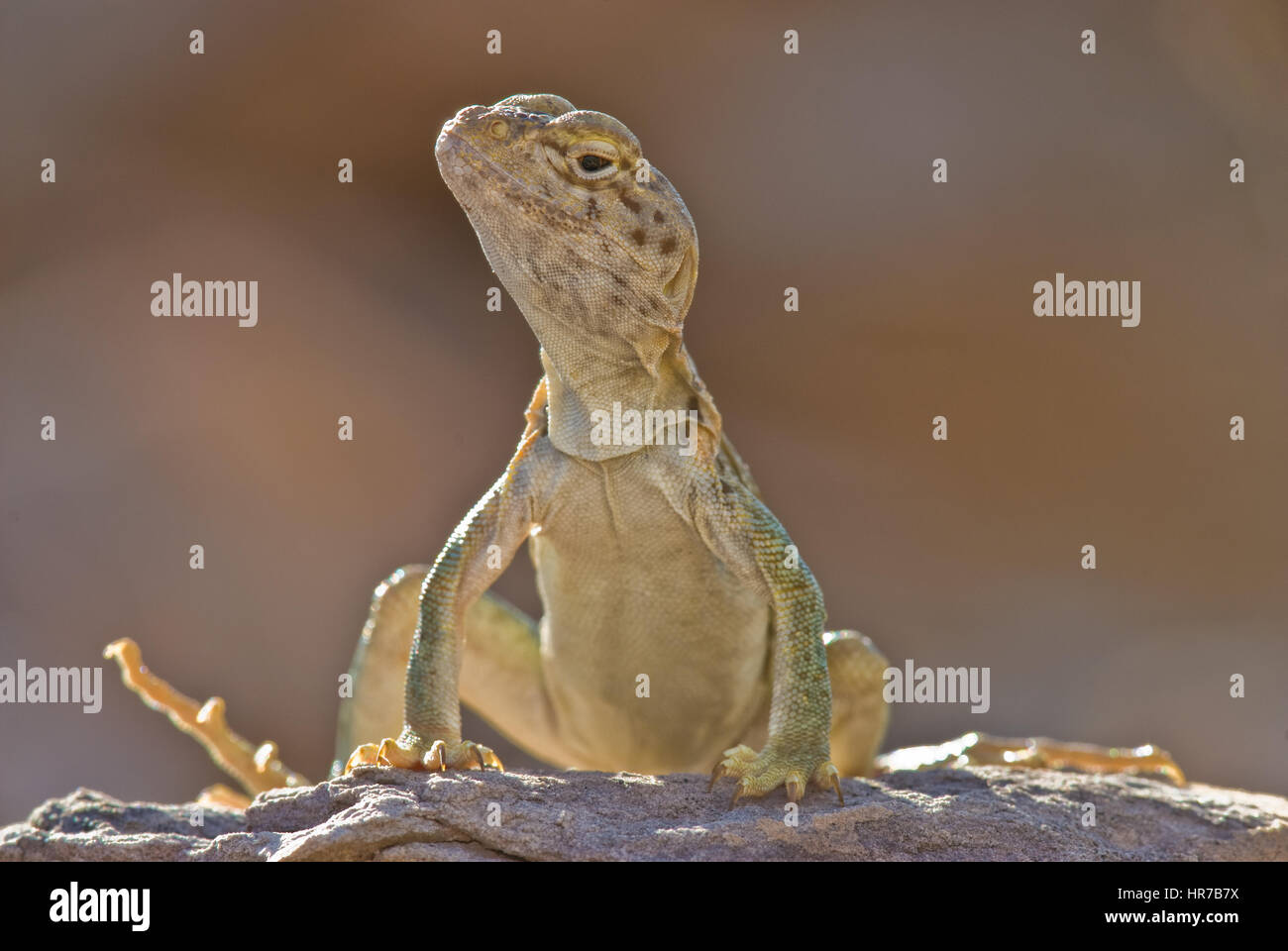 Eastern Collared Lizard basking on a rock Stock Photo - Alamy