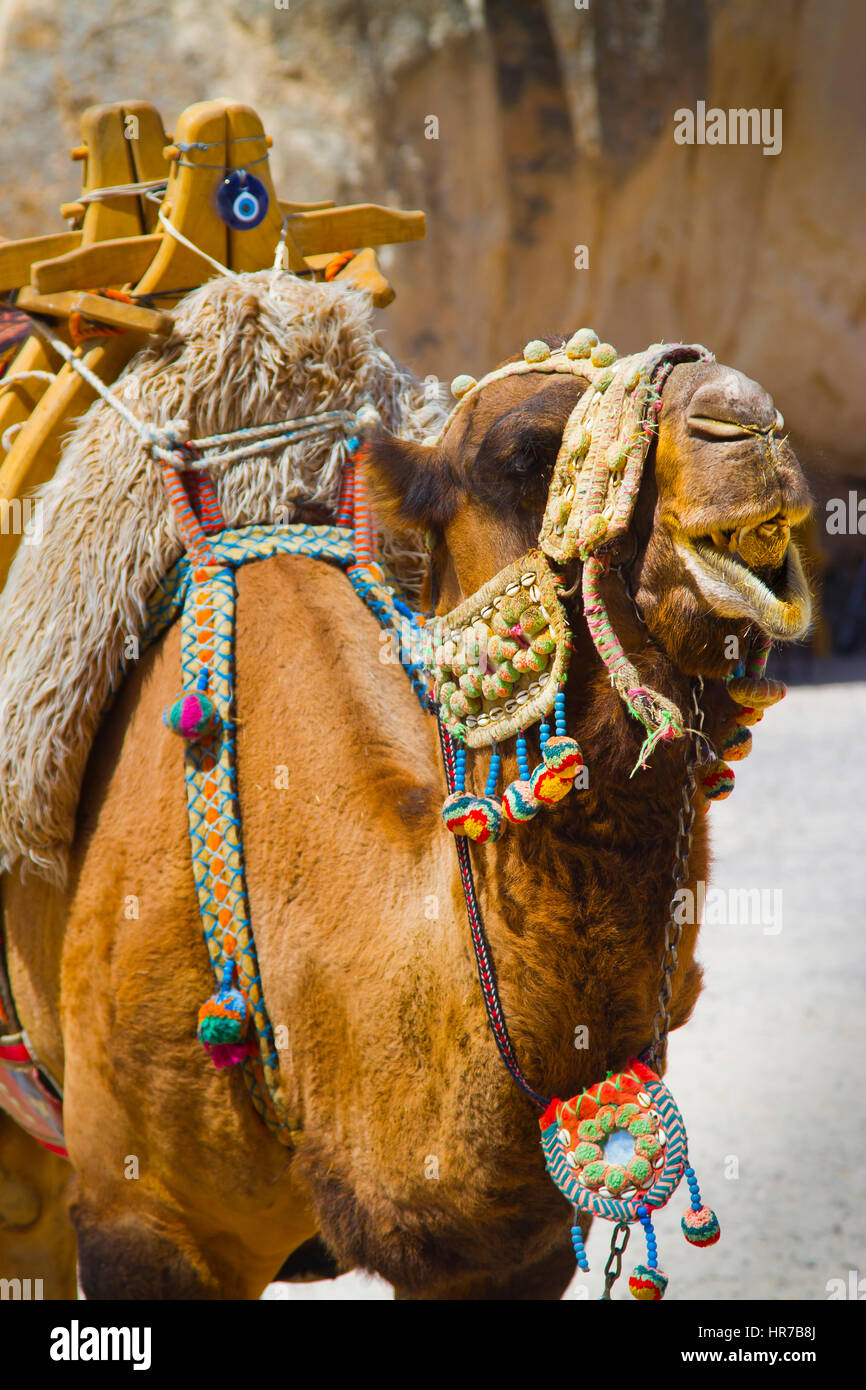 Camel turkey cappadocia hi-res stock photography and images - Alamy
