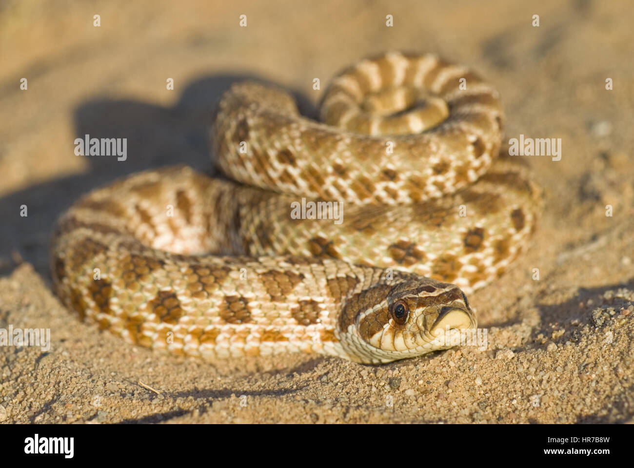 Hog nosed snake hi-res stock photography and images - Alamy