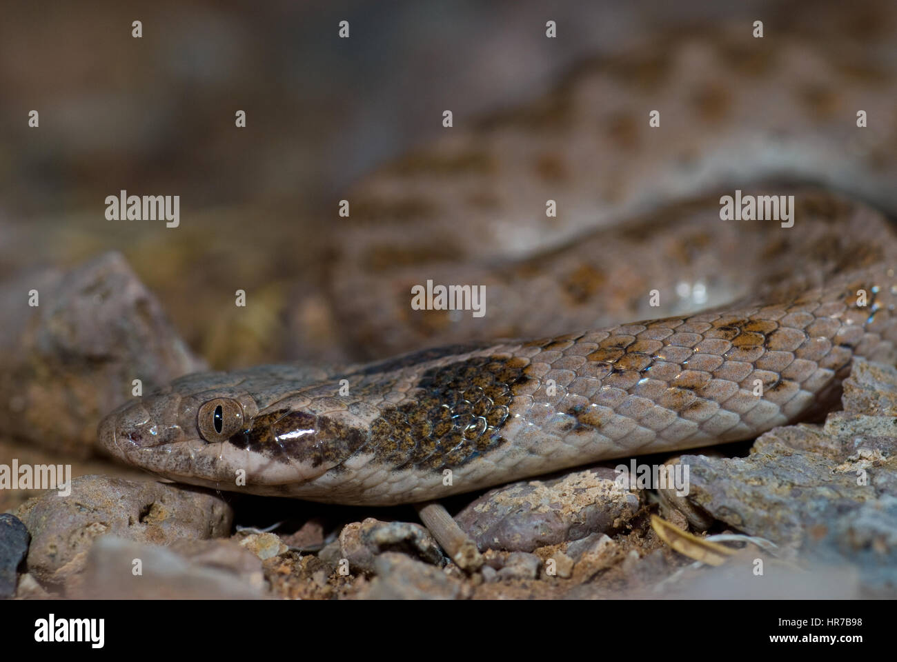 Night snake hi-res stock photography and images - Alamy
