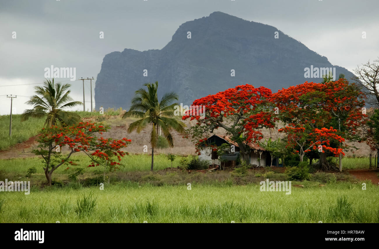 Mauritius, Flame tree, Mauritius, flame tree, Palm trees and ...