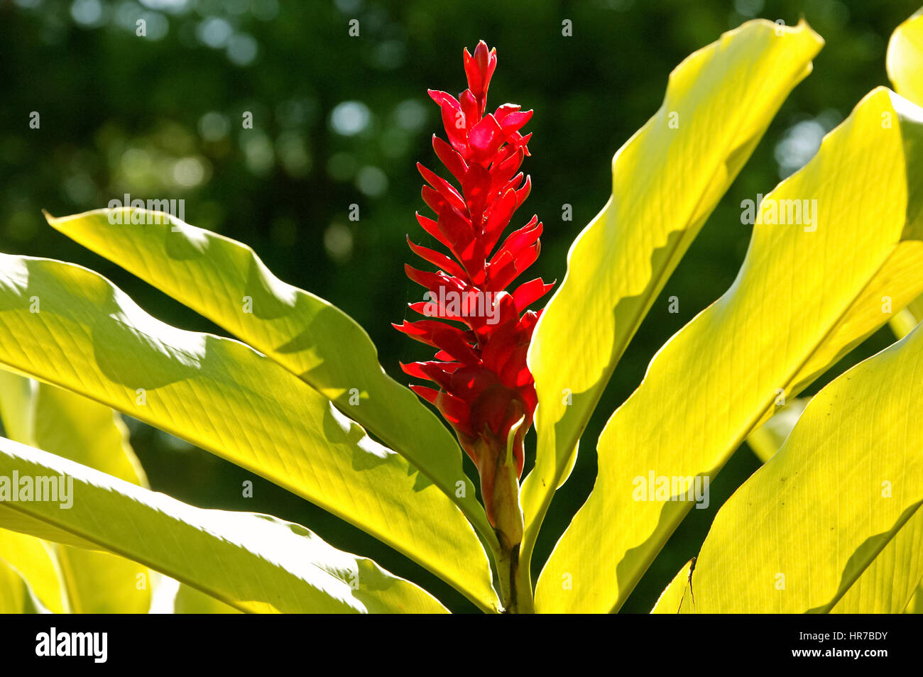 Turmeric (curcuma longa), blossom, Mauritius, garden of the 1819 ...