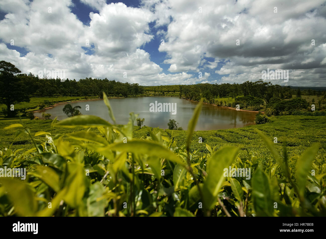 Mauritius bois cheri hi-res stock photography and images - Alamy